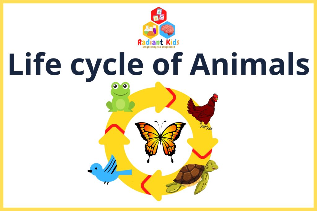 Life Cycle of Animals | Radiant Kids