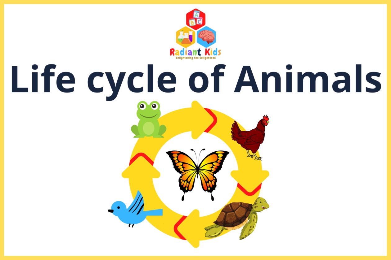 Life Cycle of Animals | Radiant Kids